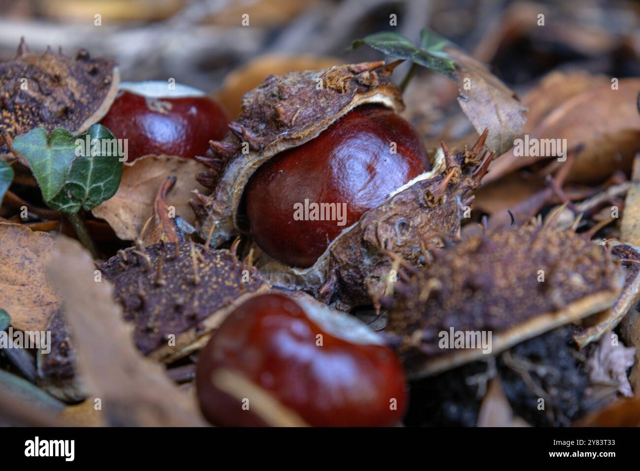 Woodland seedling hi-res stock photography and images - Alamy