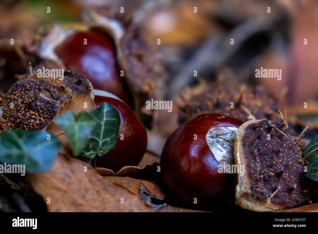Horse Chestnuts in Forest Stock Photo - Alamy
