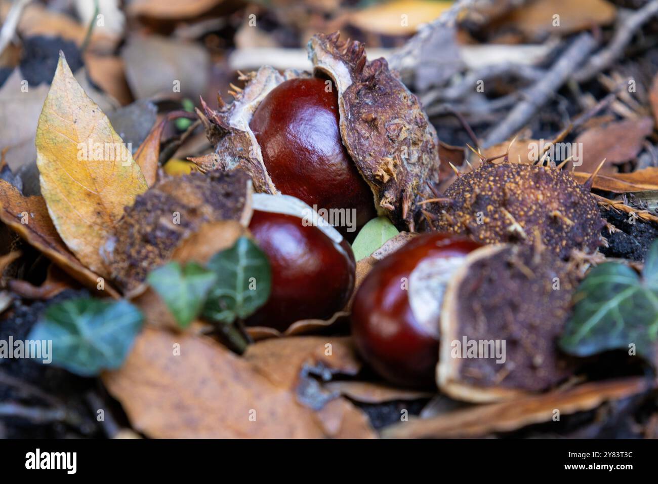 Woodland shell hi-res stock photography and images - Alamy