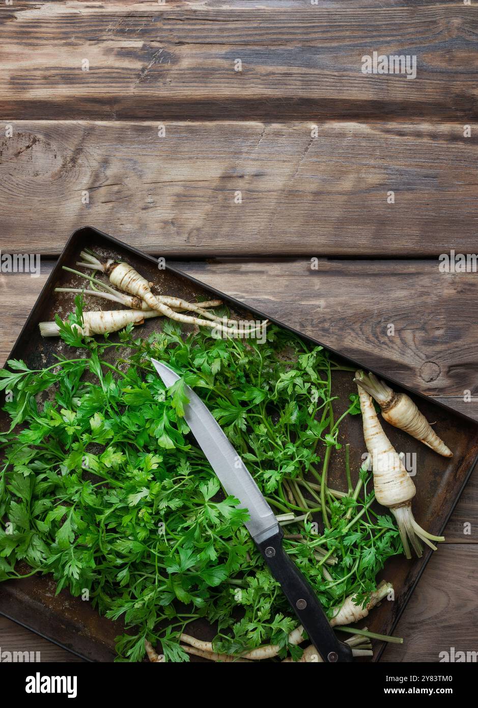 Bunch of parsley leaves. Parsley with leaves and roots on an old tray ...