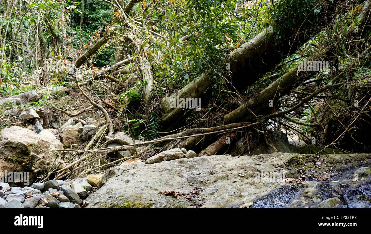 Trees fall in the river due to flash floods in the middle of the forest ...