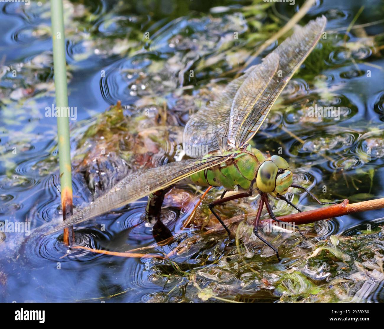 A Emperor Dragonfly (Anax imperator) at Combe Hill Nature Reserve ...