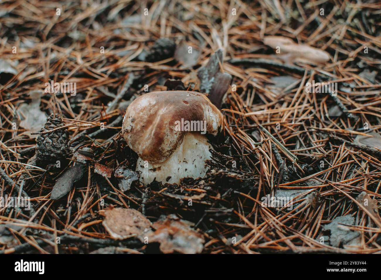 Single mushroom Boletus pinophilus, commonly known as the pine bolete ...