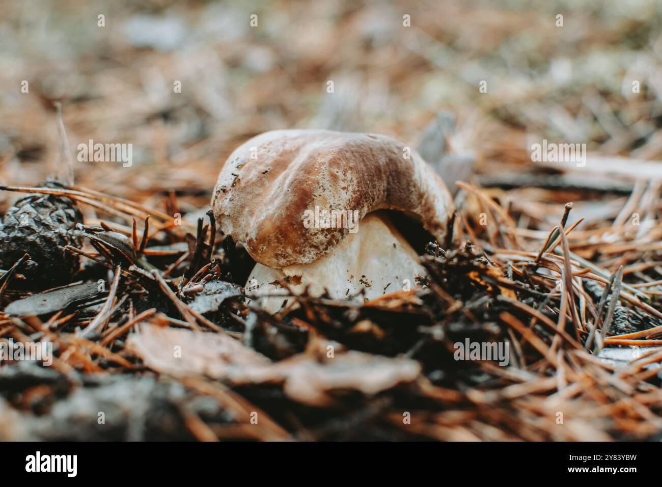Single mushroom Boletus pinophilus, commonly known as the pine bolete ...