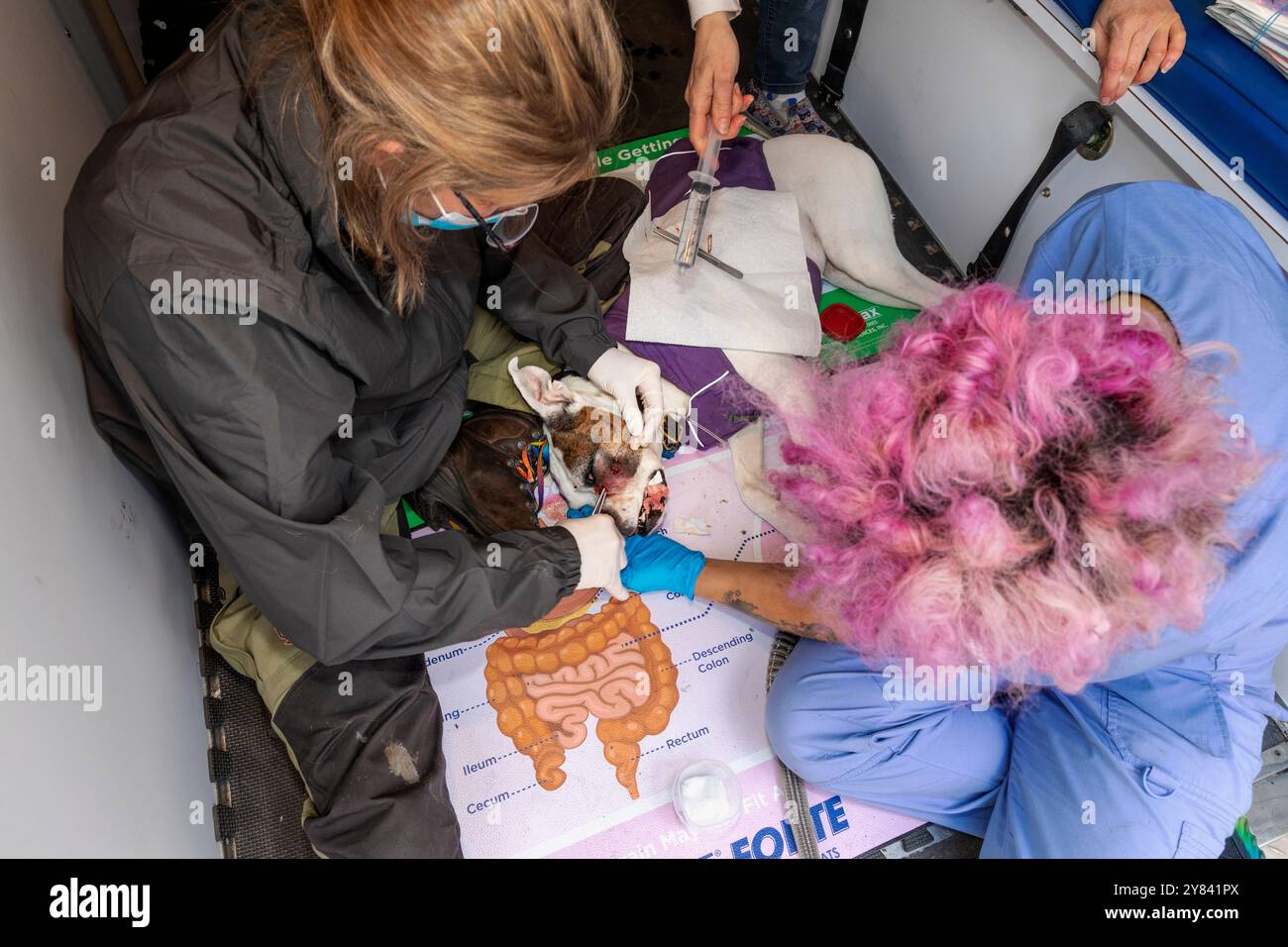 SVO-00106....WASHINGTON - Veterinarian HANNA EKSTROM repairs an abscess ...