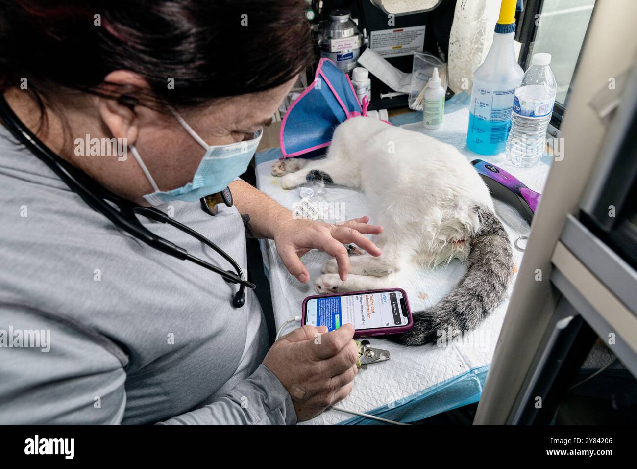 SVO-00140......WASHINGTON - Veterinarian Suzanne Thomas preforms a ...