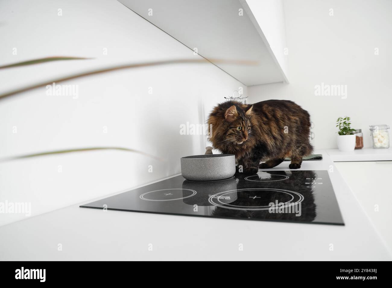Cat in cooking pot hi-res stock photography and images - Alamy