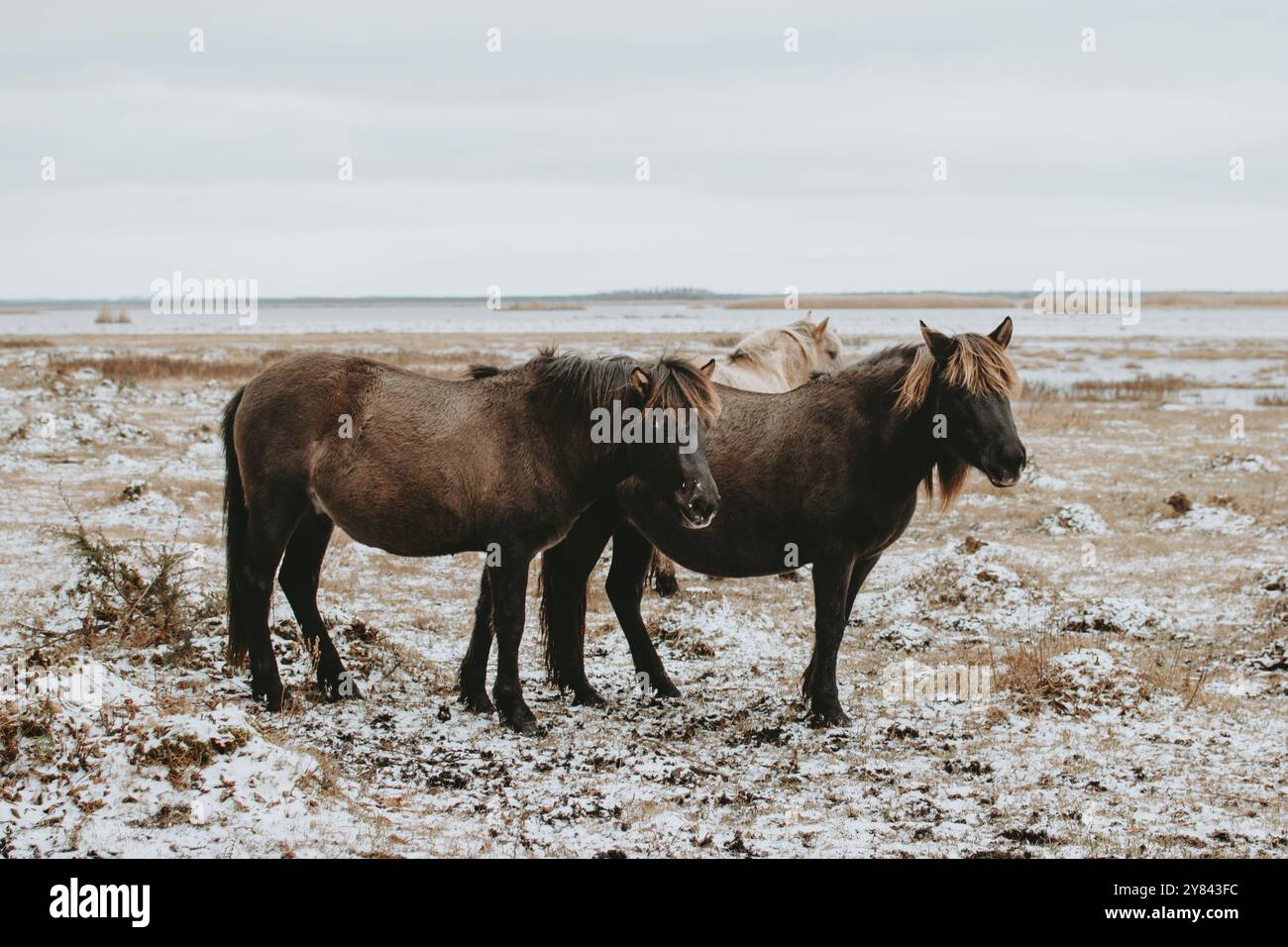 Group of semi-wild konik polski horses at Engure Lake Nature Park ...