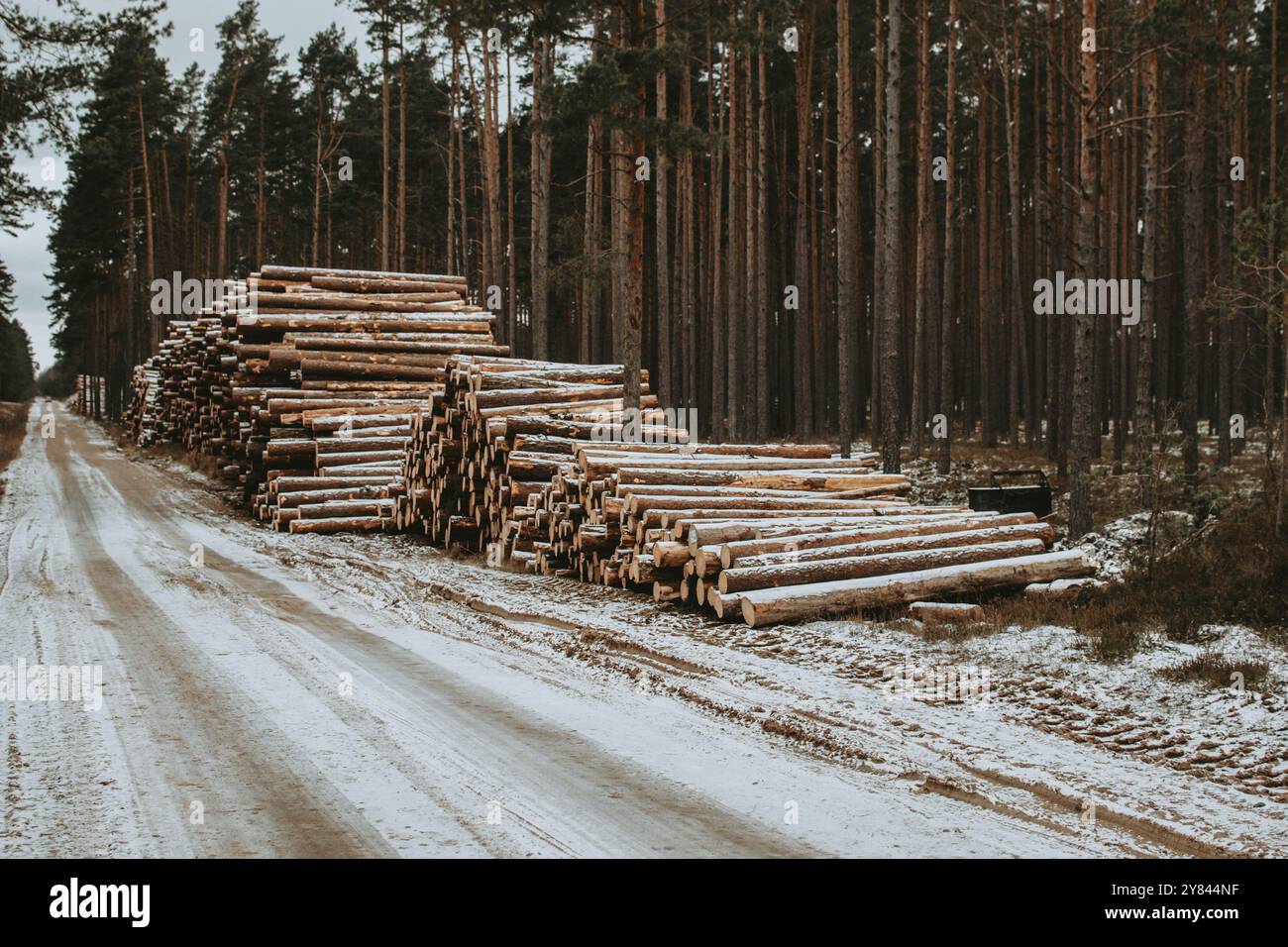 Pine wood logs in the forest at Stock Photo - Alamy