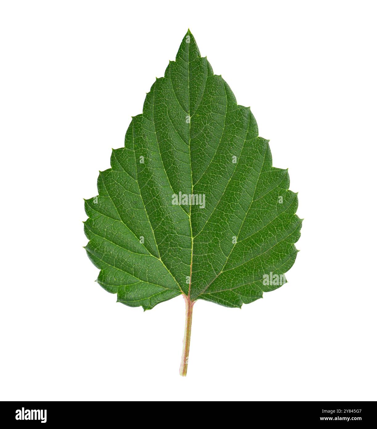 Fresh green hop leaf isolated on a white background. Clipping path ...