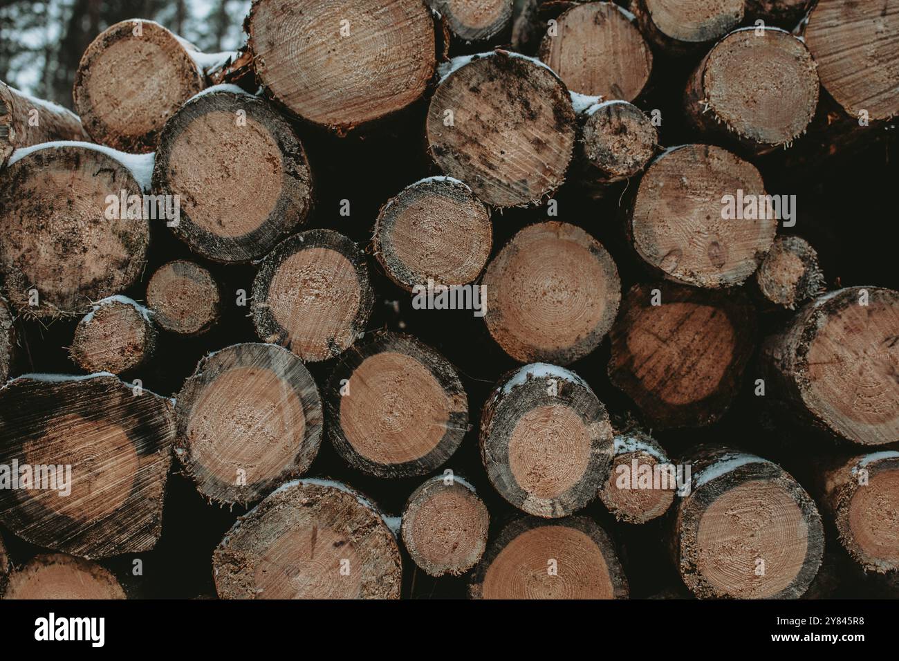 Pine wood logs in the forest at Stock Photo - Alamy