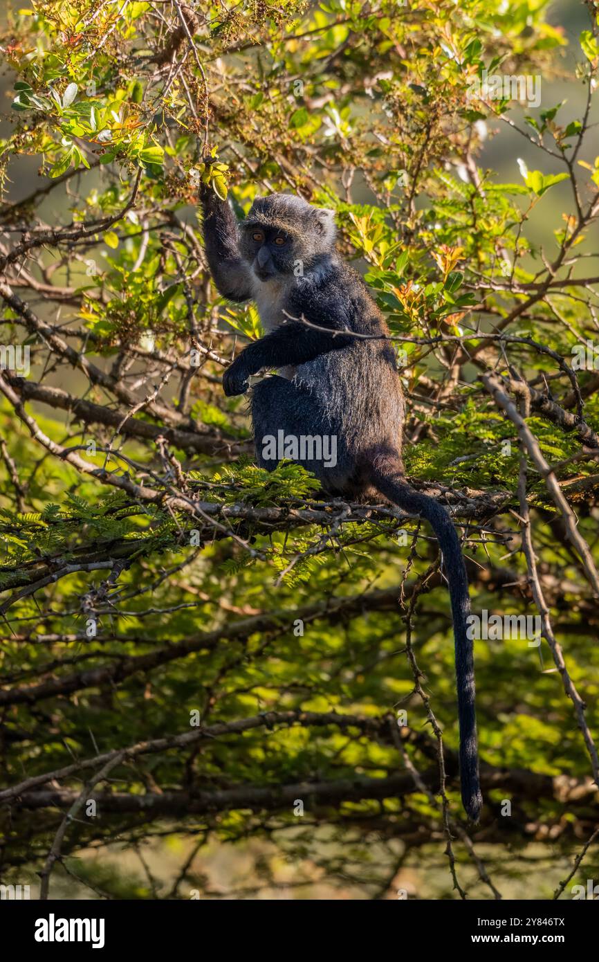 Kolb's Monkey, Cercopithecus mitis kolbi, Cercopithaecidae, Karura ...