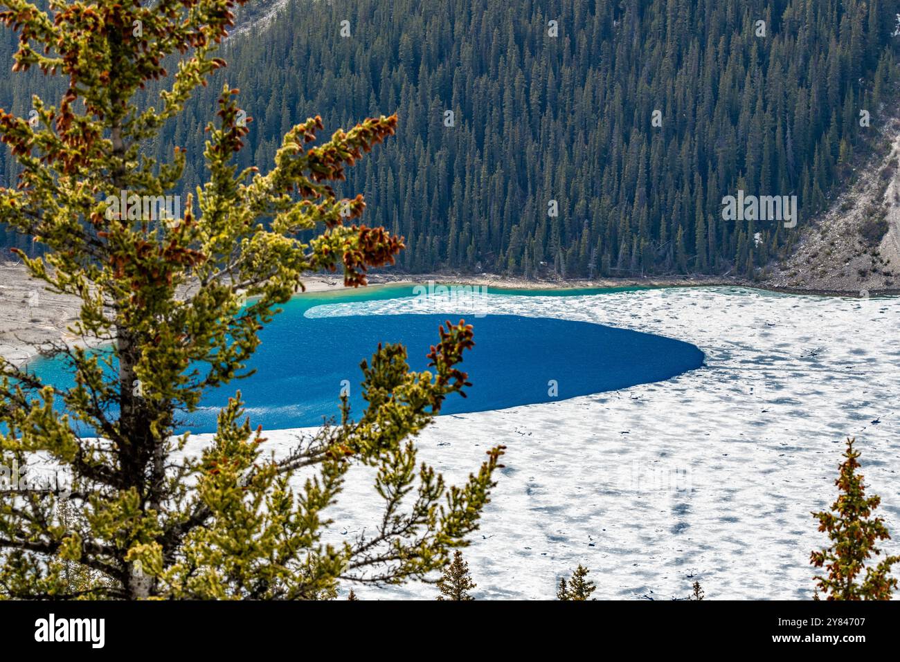 Incredible spring time scenes at Peyto Lake in the Canadian Rockies ...