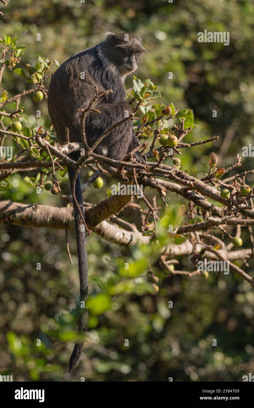 Kolb's Monkey, Cercopithecus mitis kolbi, Cercopithaecidae, Karura ...
