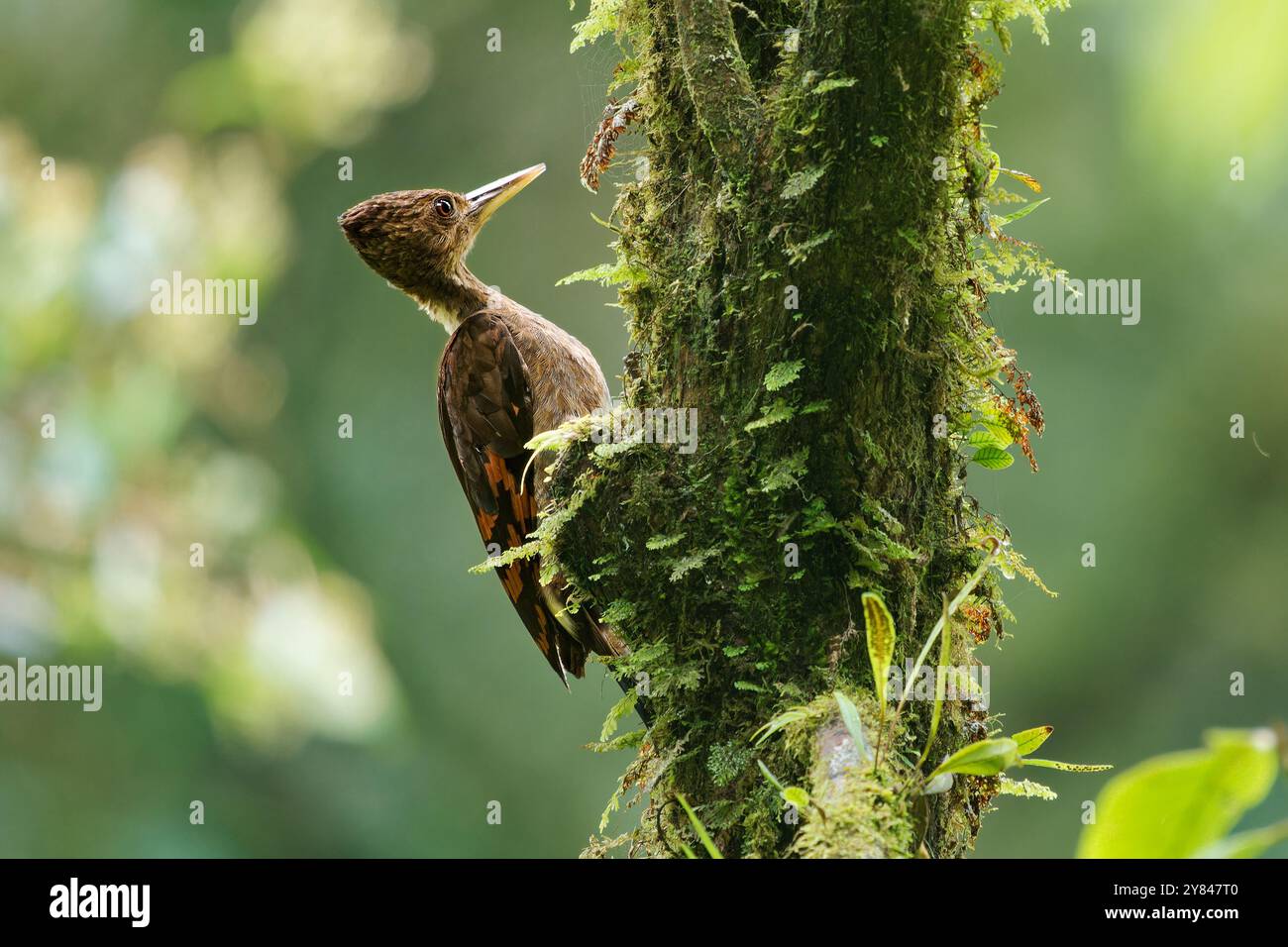 Orange-backed woodpecker - Chrysocolaptes validus bird in Picidae ...