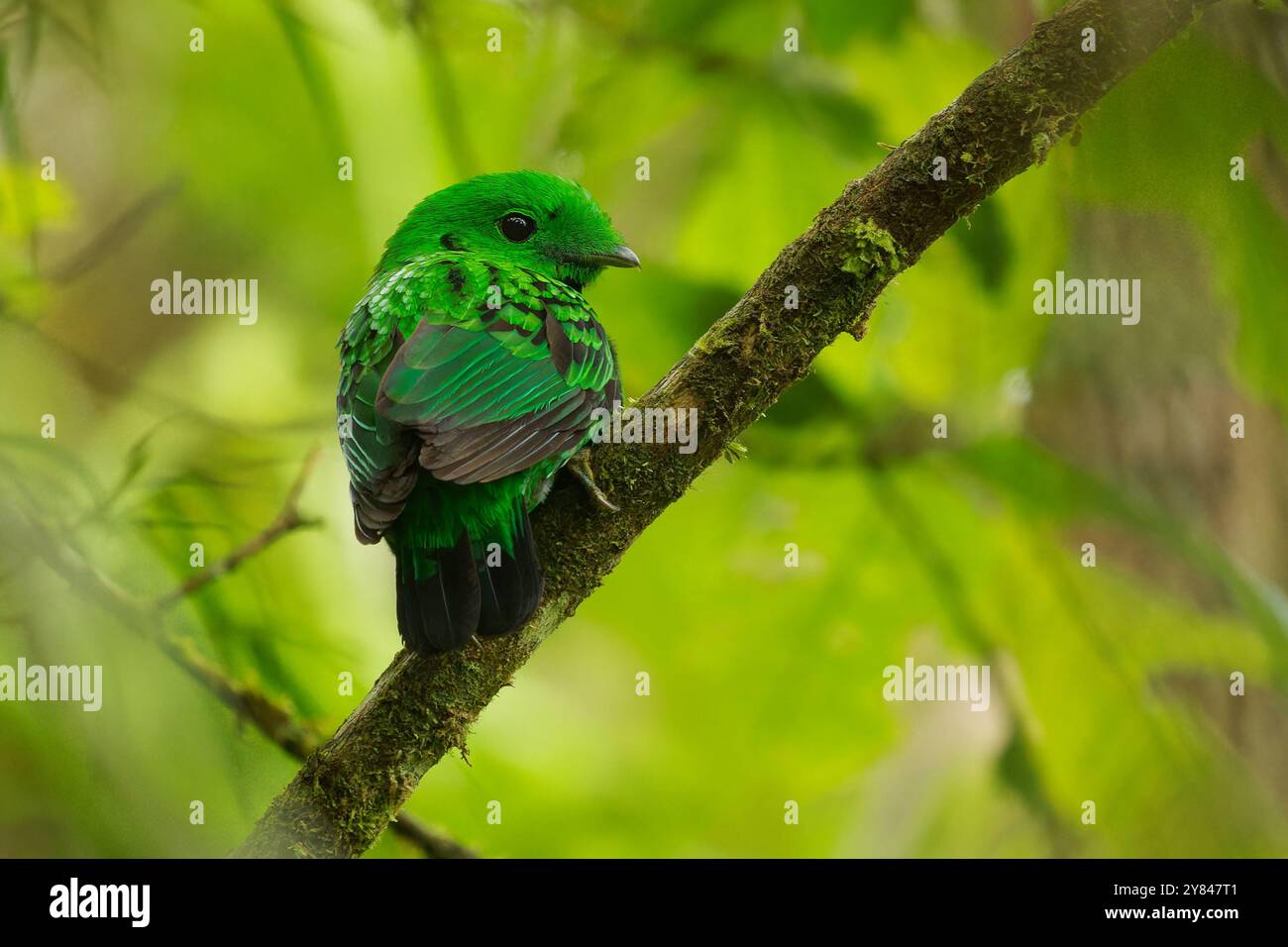 Whitehead's broadbill - Calyptomena whiteheadi bird in Calyptomenidae ...