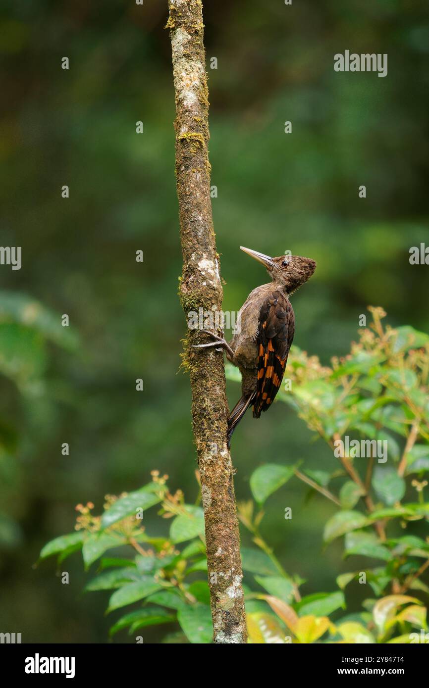 Orange-backed woodpecker - Chrysocolaptes validus bird in Picidae ...
