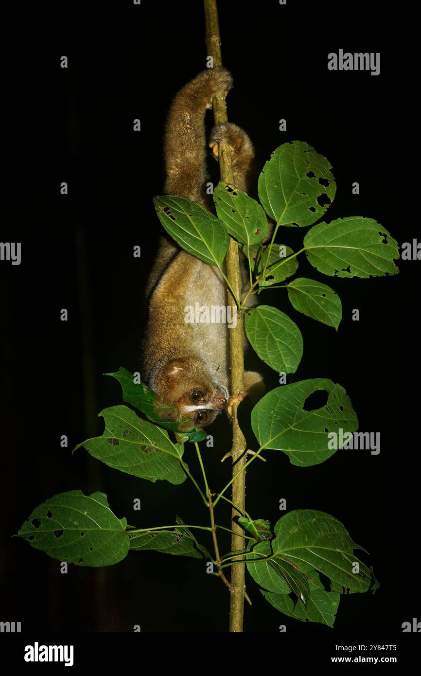 Philippine or Bornean Slow Loris - Nycticebus menagensis philippinus ...
