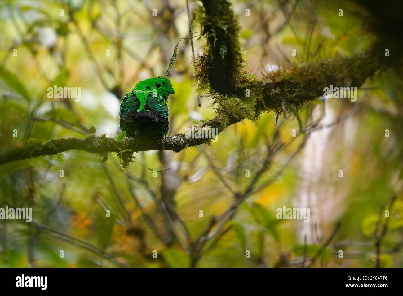 Whitehead's broadbill - Calyptomena whiteheadi bird in Calyptomenidae ...