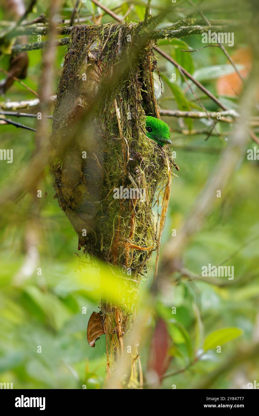 Whitehead's broadbill - Calyptomena whiteheadi bird in Calyptomenidae ...