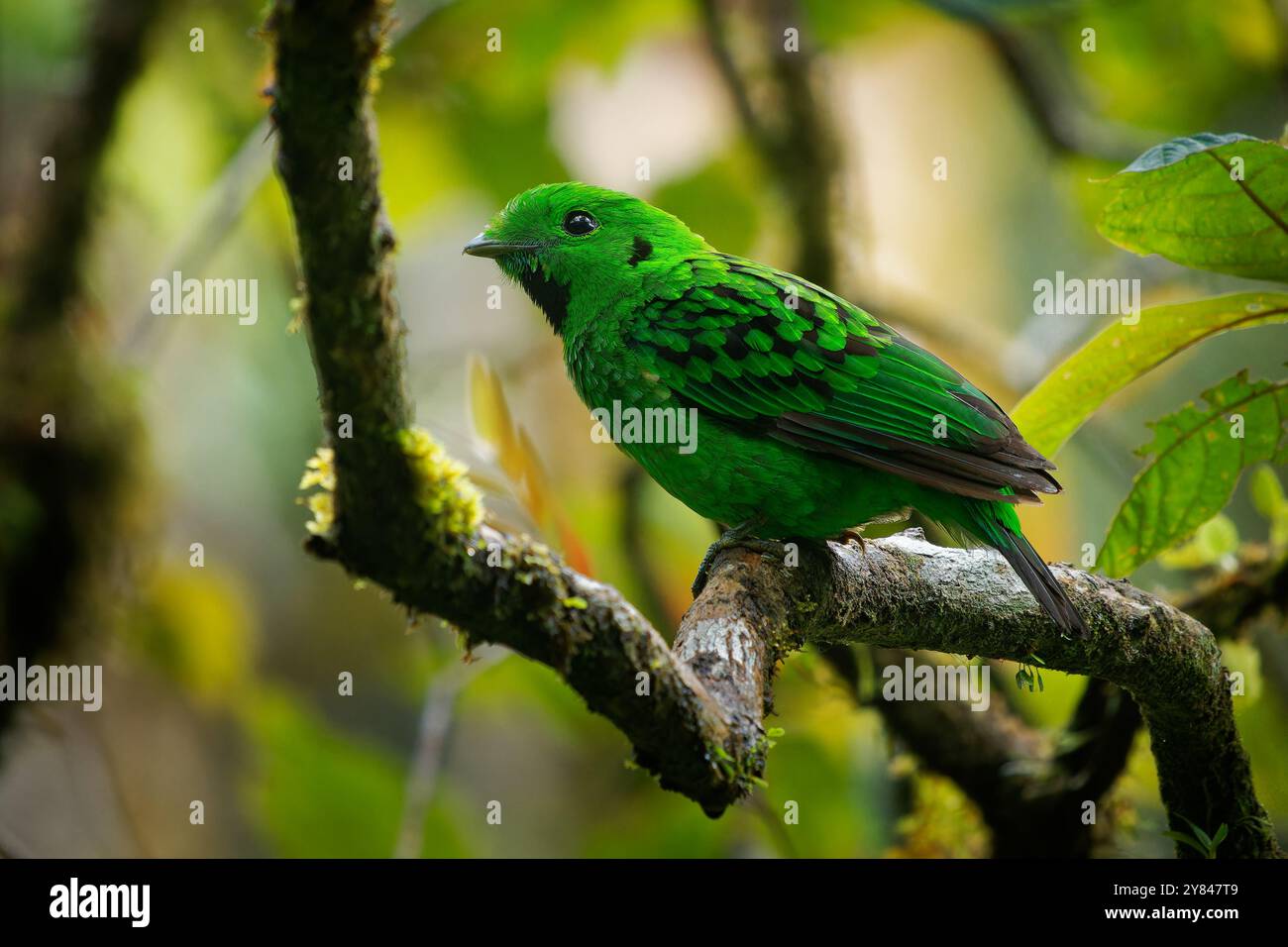 Whitehead's broadbill - Calyptomena whiteheadi bird in Calyptomenidae ...