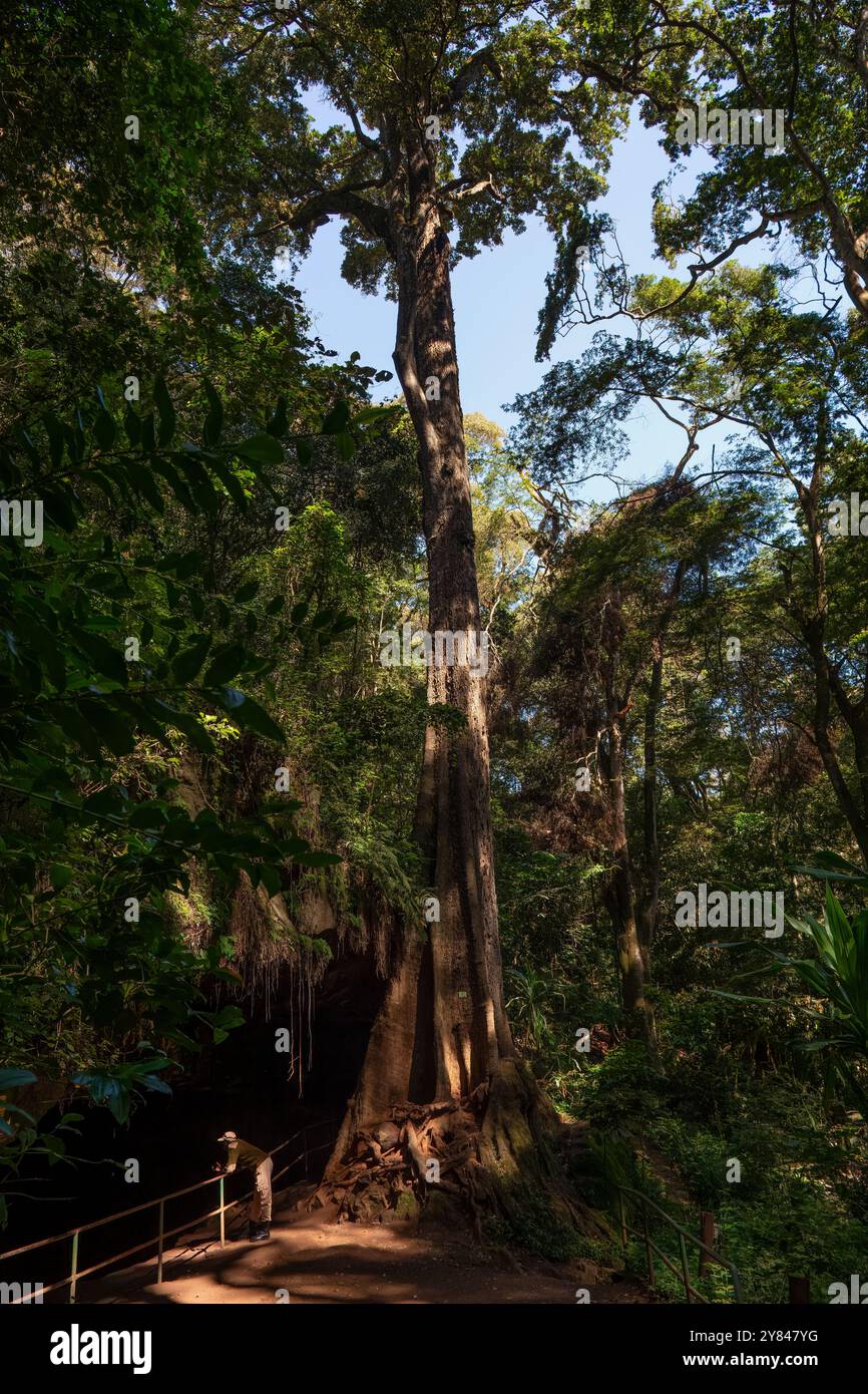 Mau Mau Caves, Karura Forest Reserve, Nairobi, Kenya, Africa Stock ...