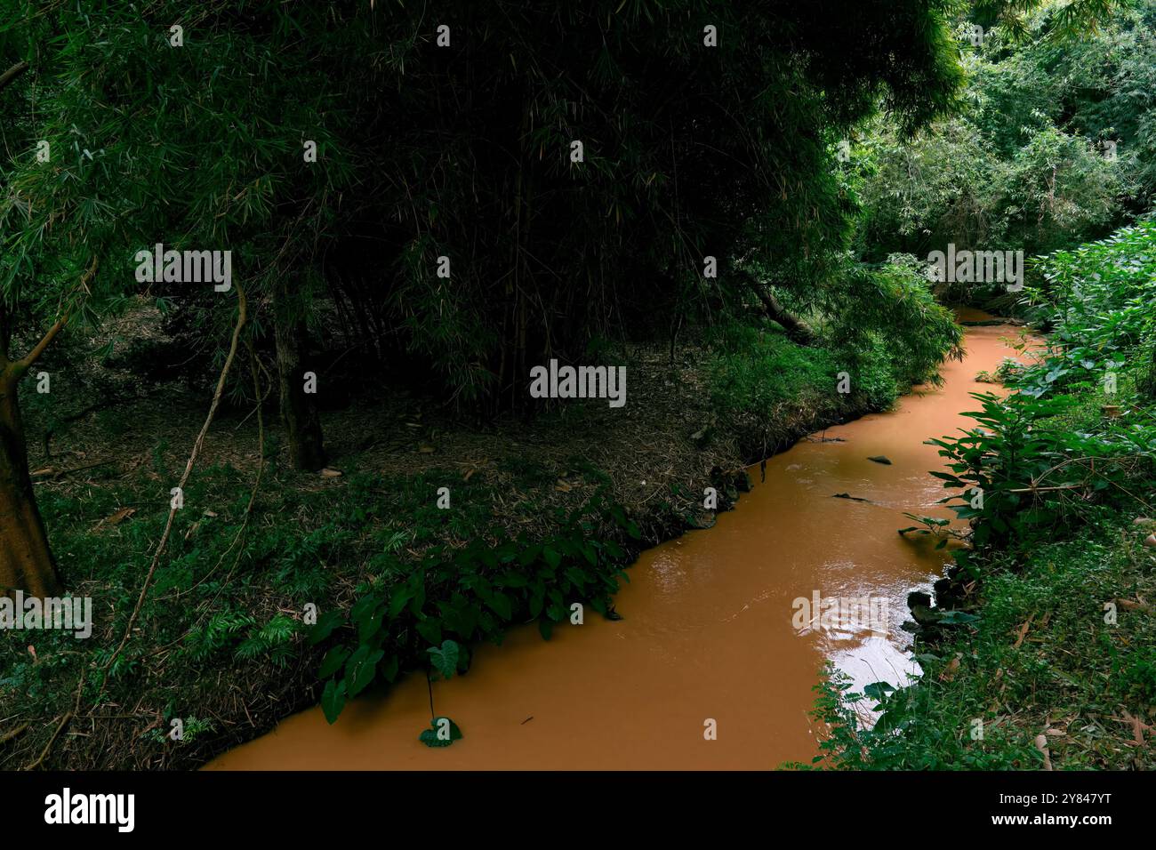 Githaturu River, Karura Forest Reserve, Nairobi, Kenya, Africa Stock ...