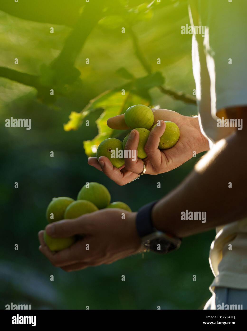 Male hands holding green figs in front of fig tree leaves Stock Photo ...