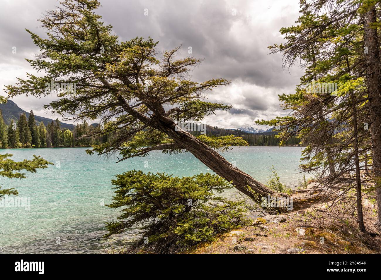 Stunning scenes around Beauvert Lake in Jasper National Park with ...