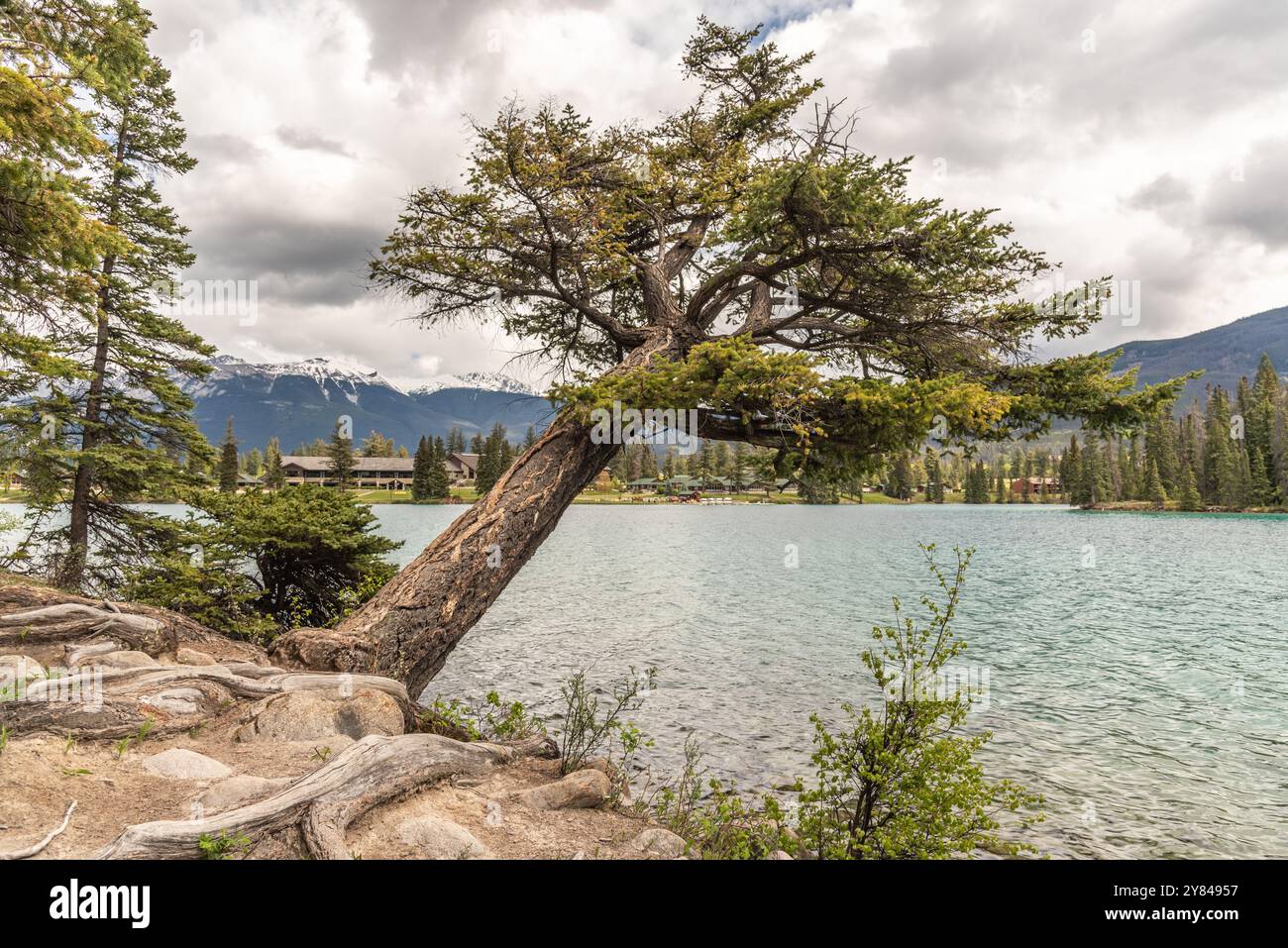 Stunning scenes around Beauvert Lake in Jasper National Park with ...