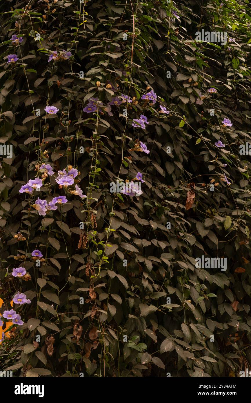 Blue Trumpet Vine, Thunbergia grandiflora, Acanthaceae, Nairobi, Kenya ...