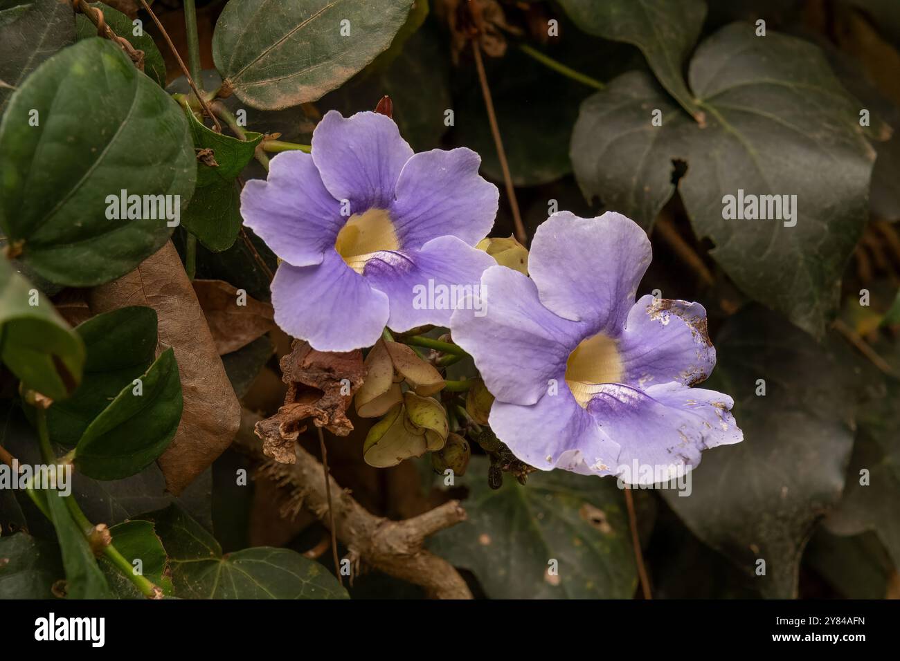 Blue Trumpet Vine, Thunbergia grandiflora, Acanthaceae, Nairobi, Kenya ...