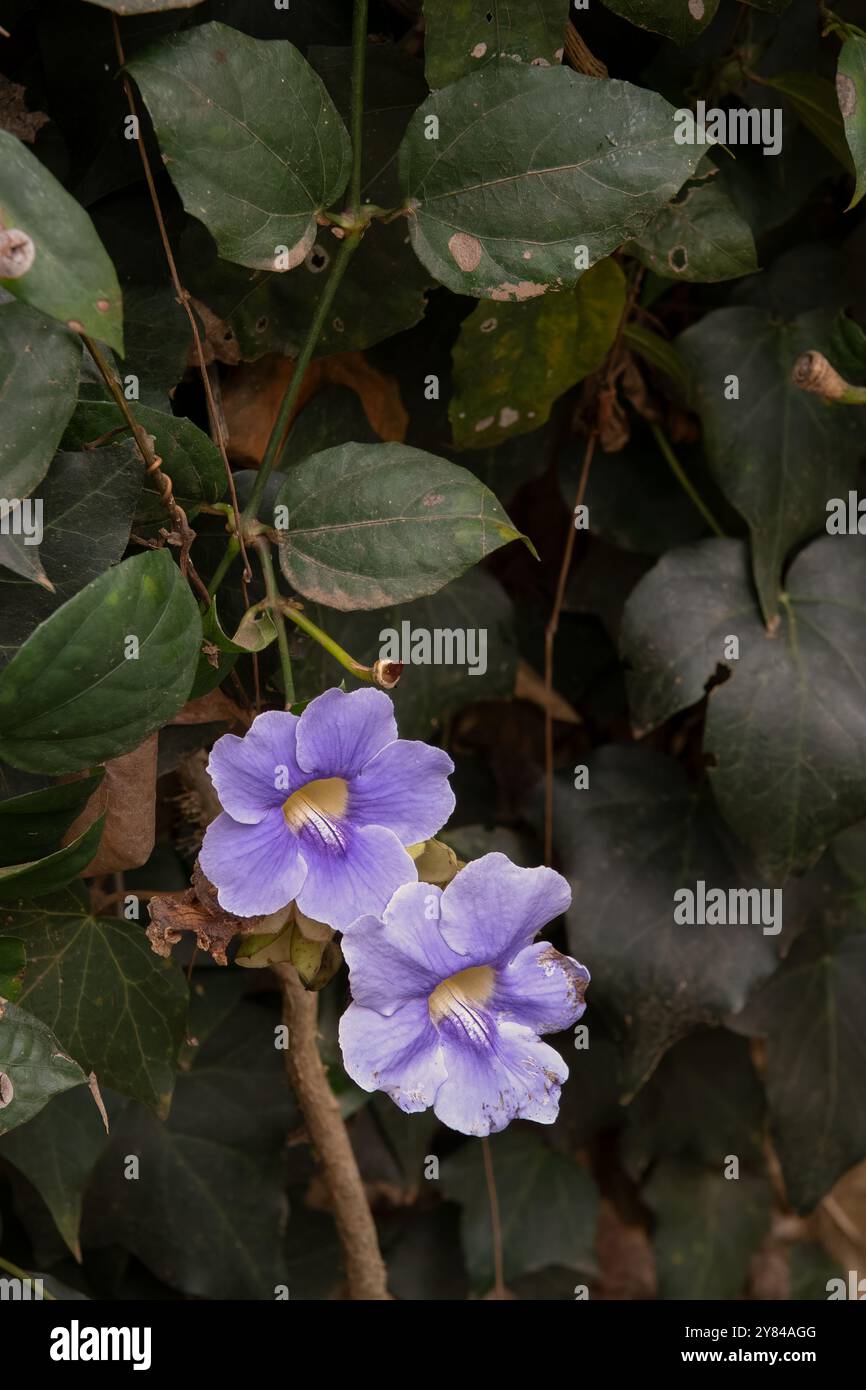 Blue Trumpet Vine, Thunbergia grandiflora, Acanthaceae, Nairobi, Kenya ...