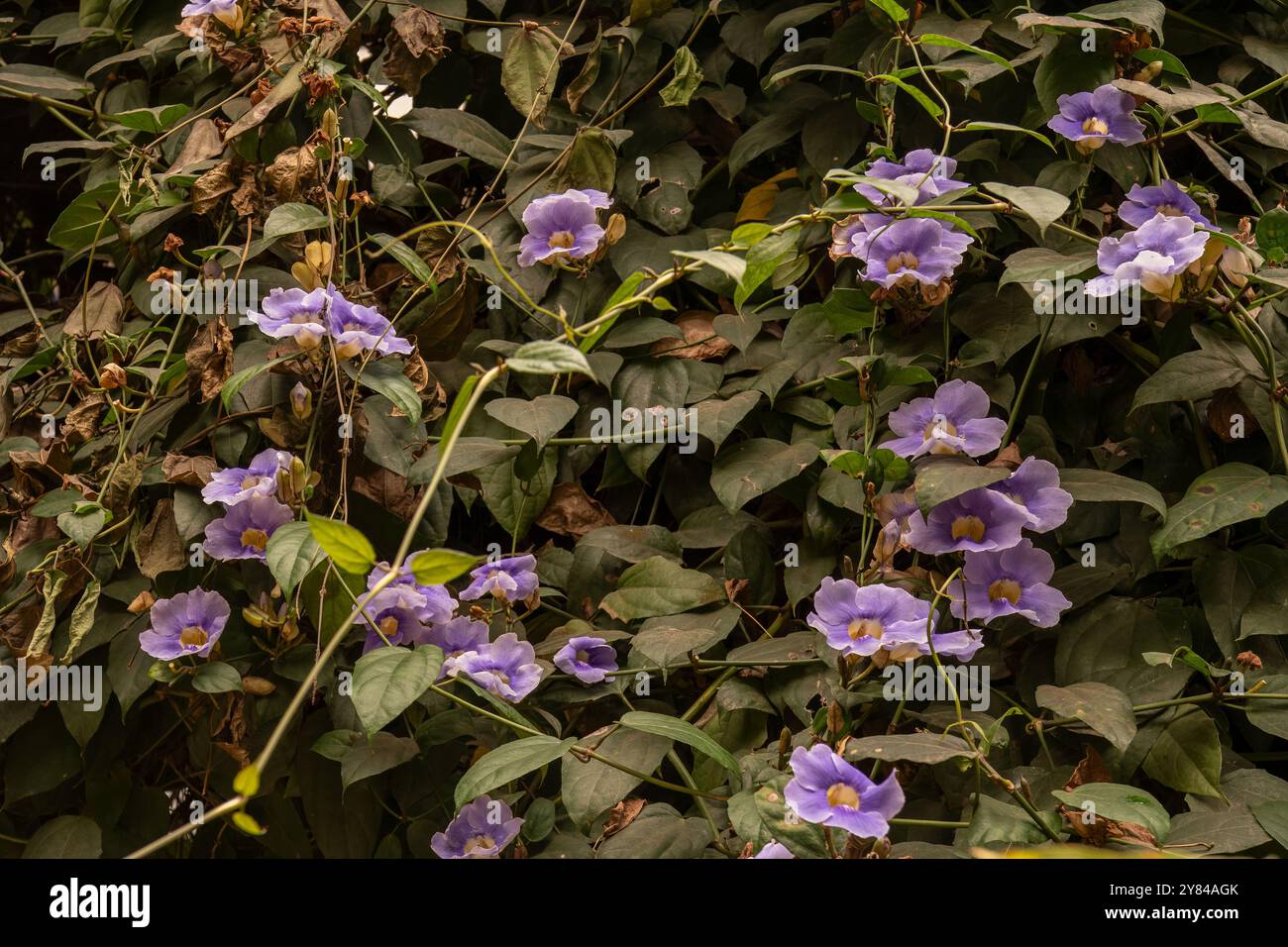 Blue Trumpet Vine, Thunbergia grandiflora, Acanthaceae, Nairobi, Kenya ...