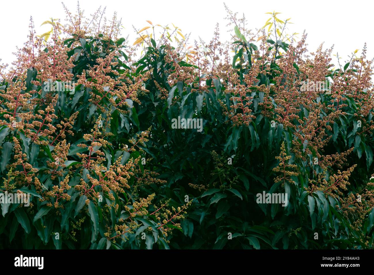 Plant mangifera indica hi-res stock photography and images - Alamy