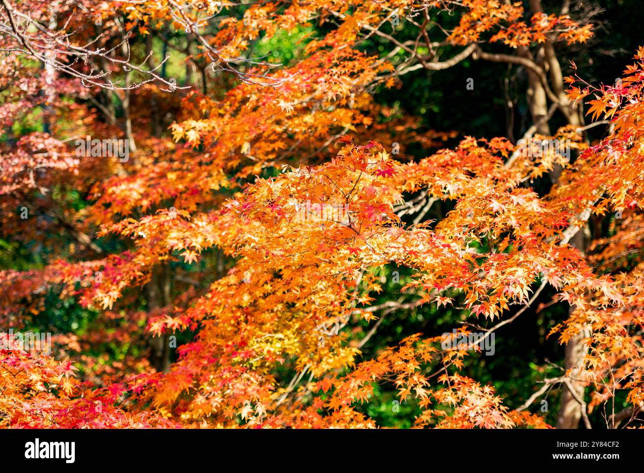 Vibrant orange and red autumn leaves cover tree branches, creating a ...