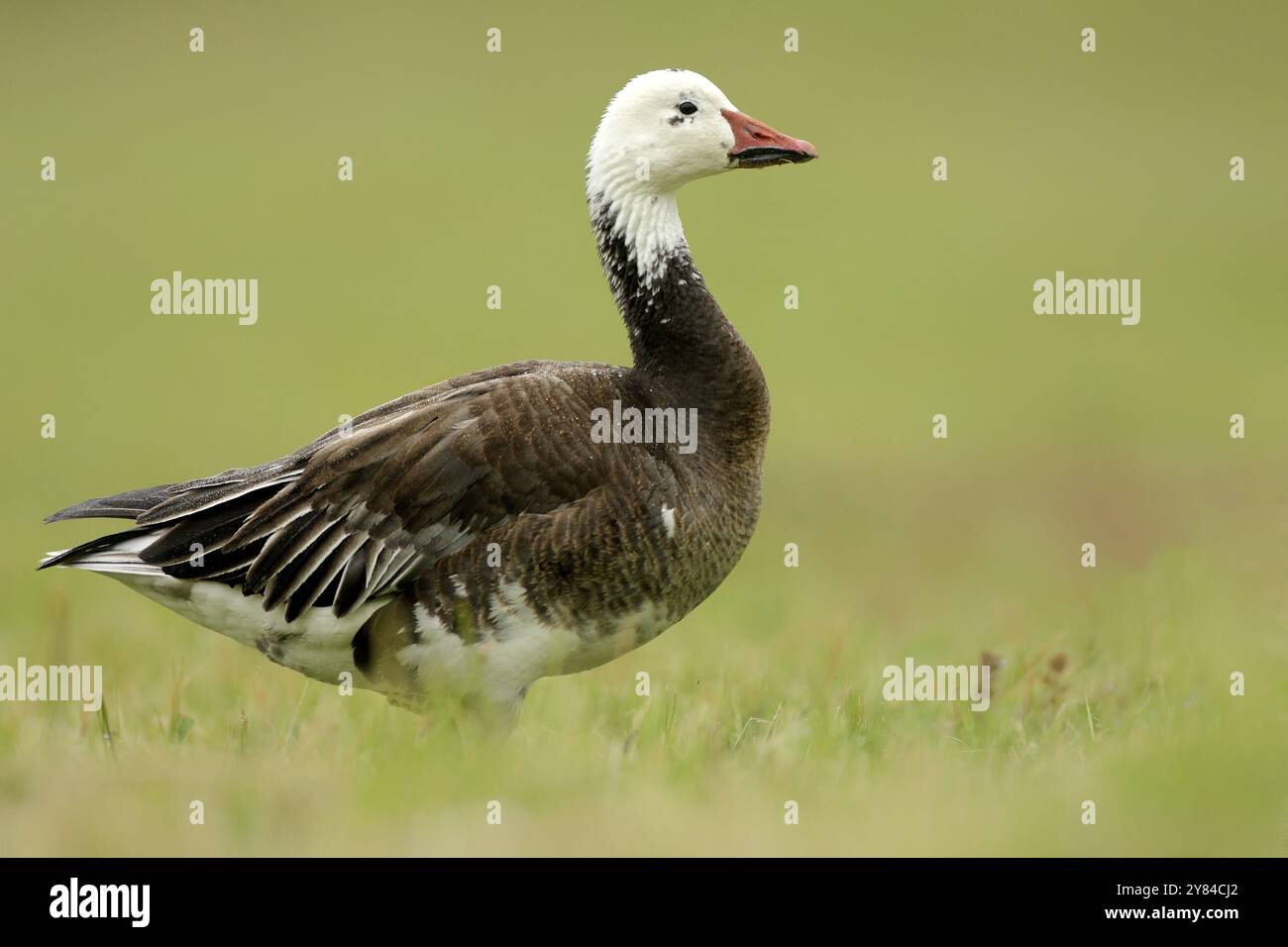 Blue morph, dark morph of the Snow Goose. Snow Goose, blue morph Stock ...