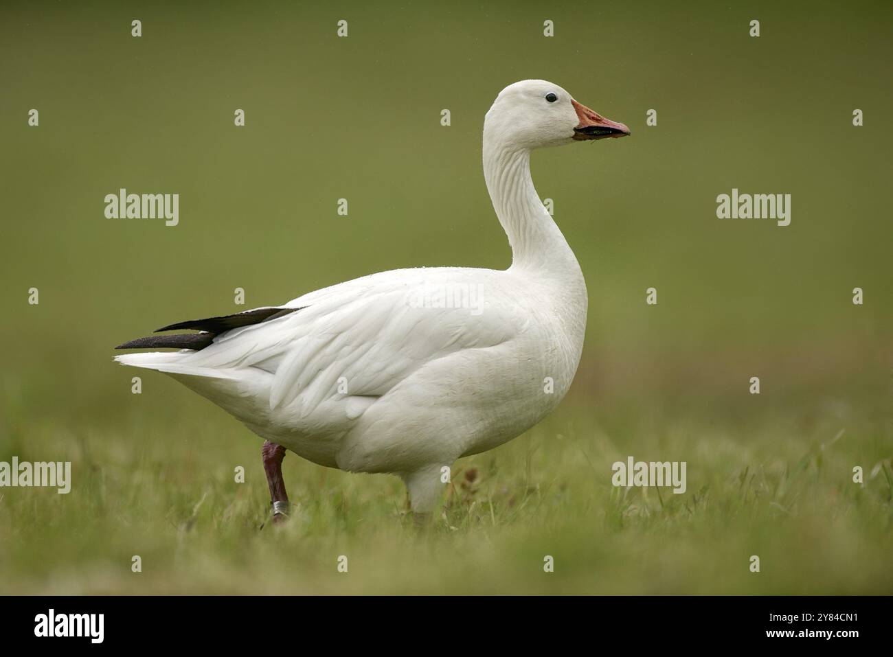 White morph snow goose. White Morph Snow Goose Stock Photo - Alamy