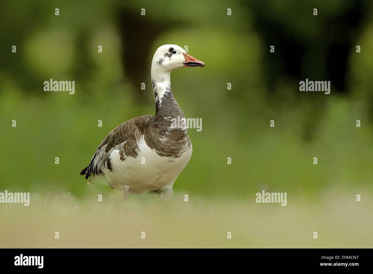 Blue, dark morph of the Snow Goose. Blue Morph of the Snow Goose Stock ...