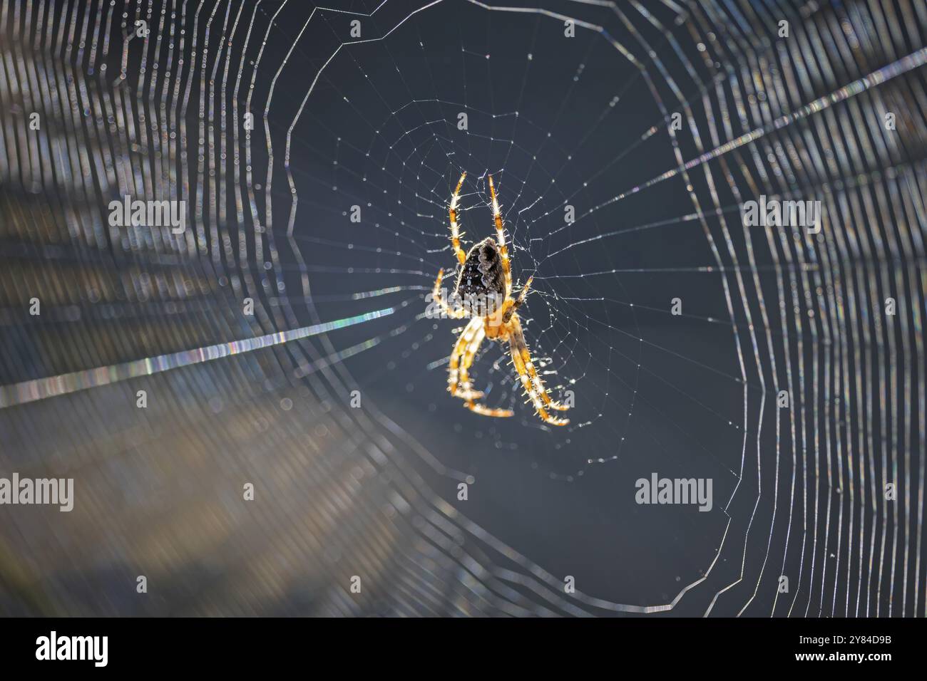 Cross spider (Araneus), garden cross spider (Araneus diadematus) wheel ...