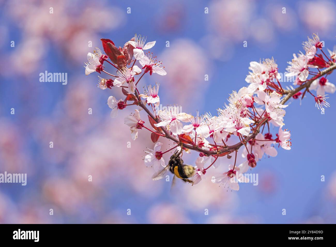 Bumblebees (Bombus), western honeybee (Apis mellifera) fruit blossom ...