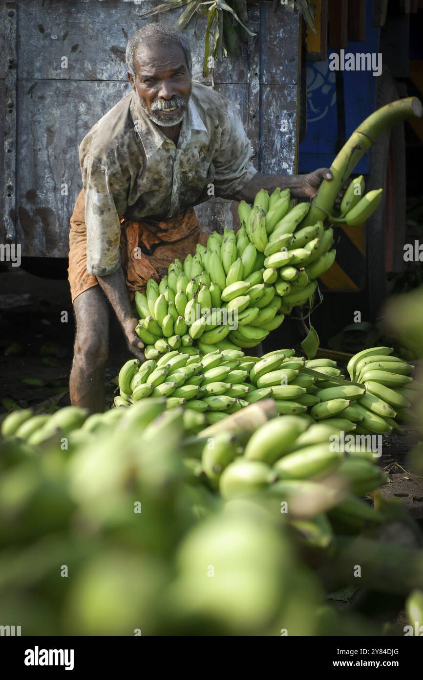 Worker, loading banana plants, banana market, Kerala, South India Stock ...