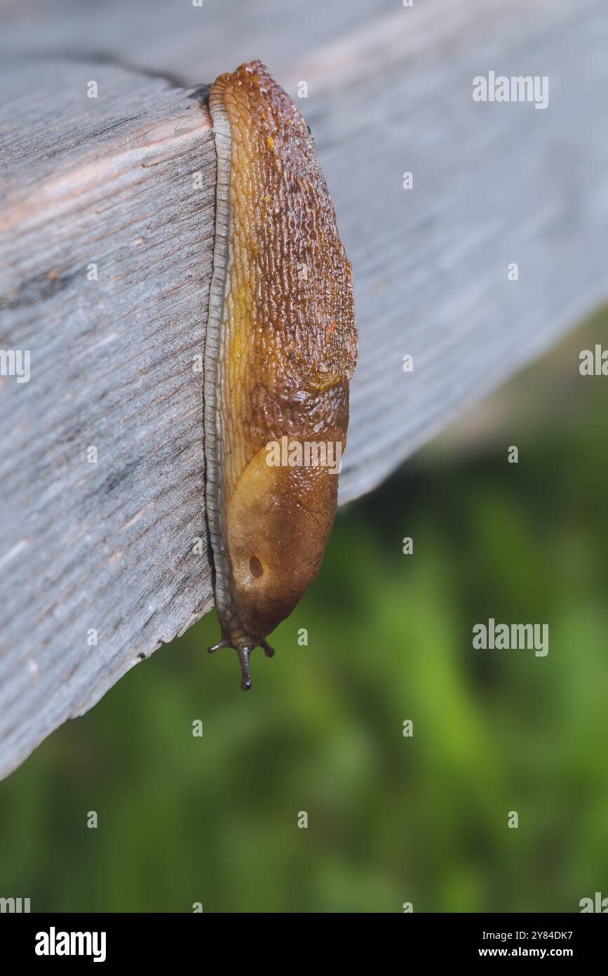 Ambigolimax valentianus (also known as Lehmannia valentiana) is a ...