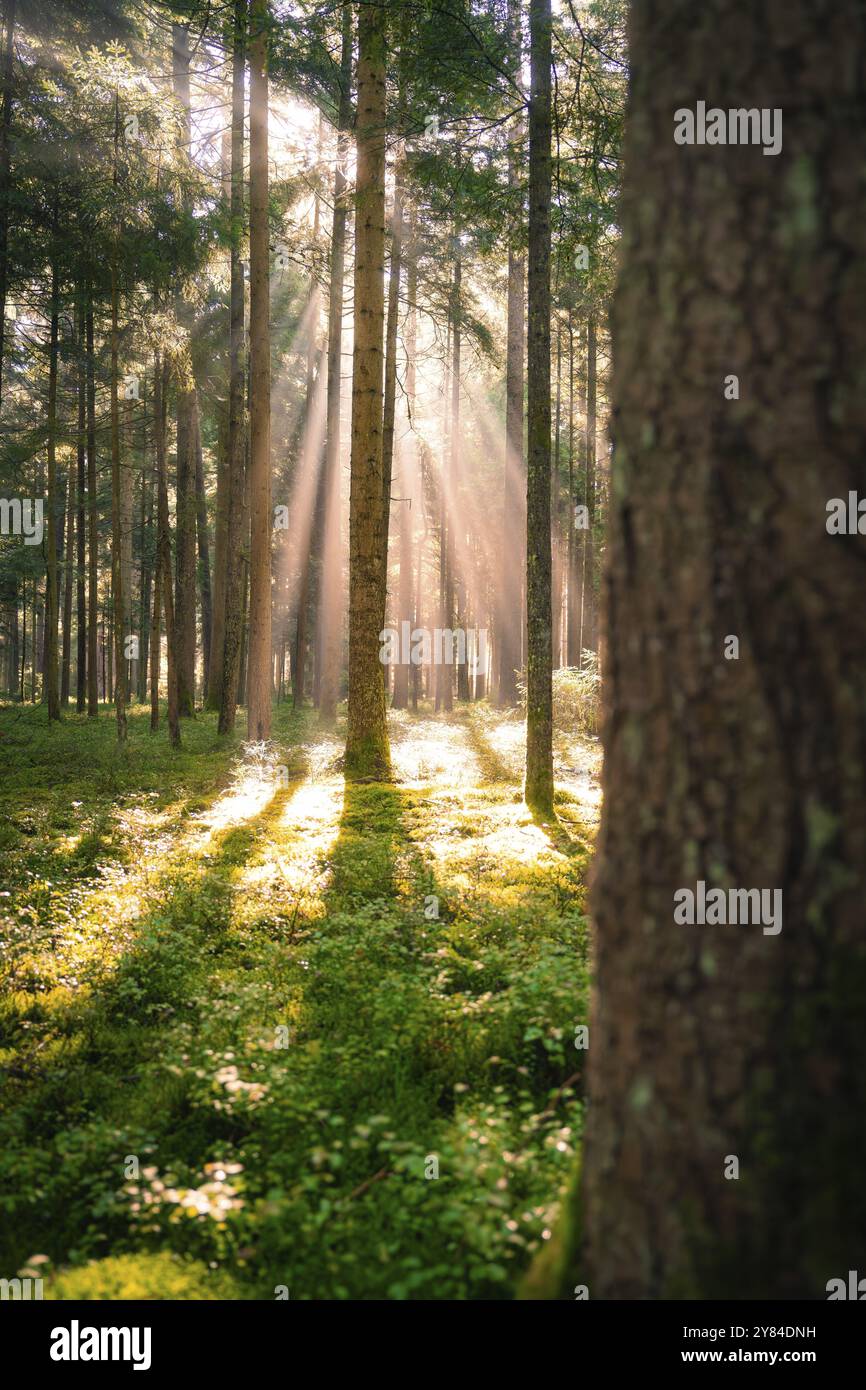 Rays of sunlight penetrate the dense trees of the forest and illuminate ...