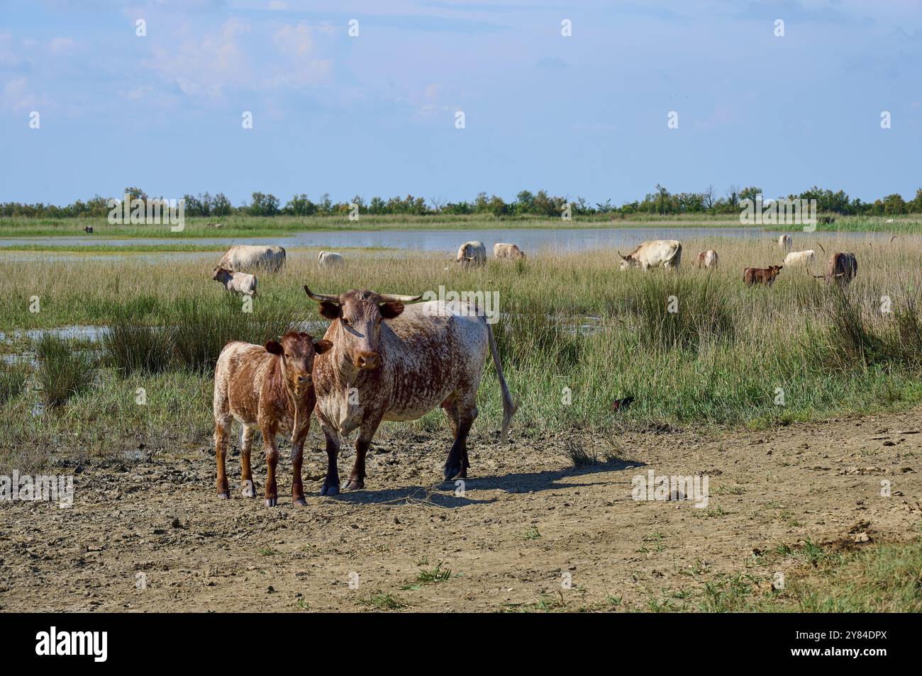 Cows and calves, Longhorn and Spanish cattle, standing in a pasture ...