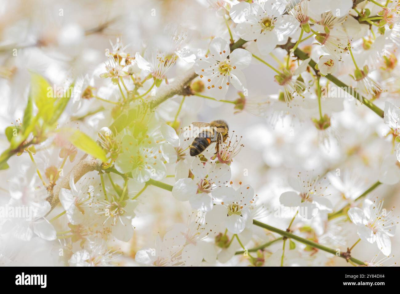 Western honey bee (Apis mellifera) fruit blossom, petals, honey bee ...