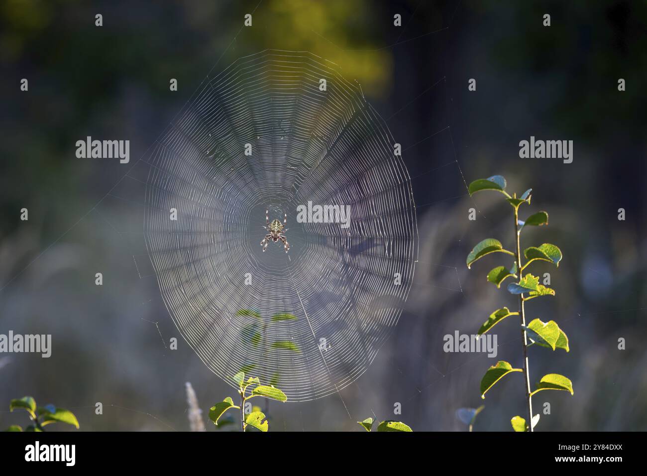 Cross spider (Araneus), garden cross spider (Araneus diadematus) wheel ...
