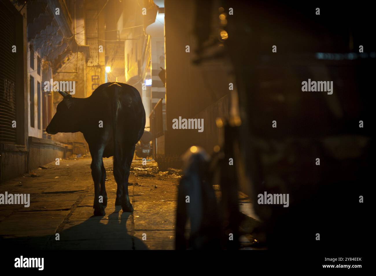Cow, night road, rickshaw, Varanasi or Benares or Kashi, Uttar Pradesh ...