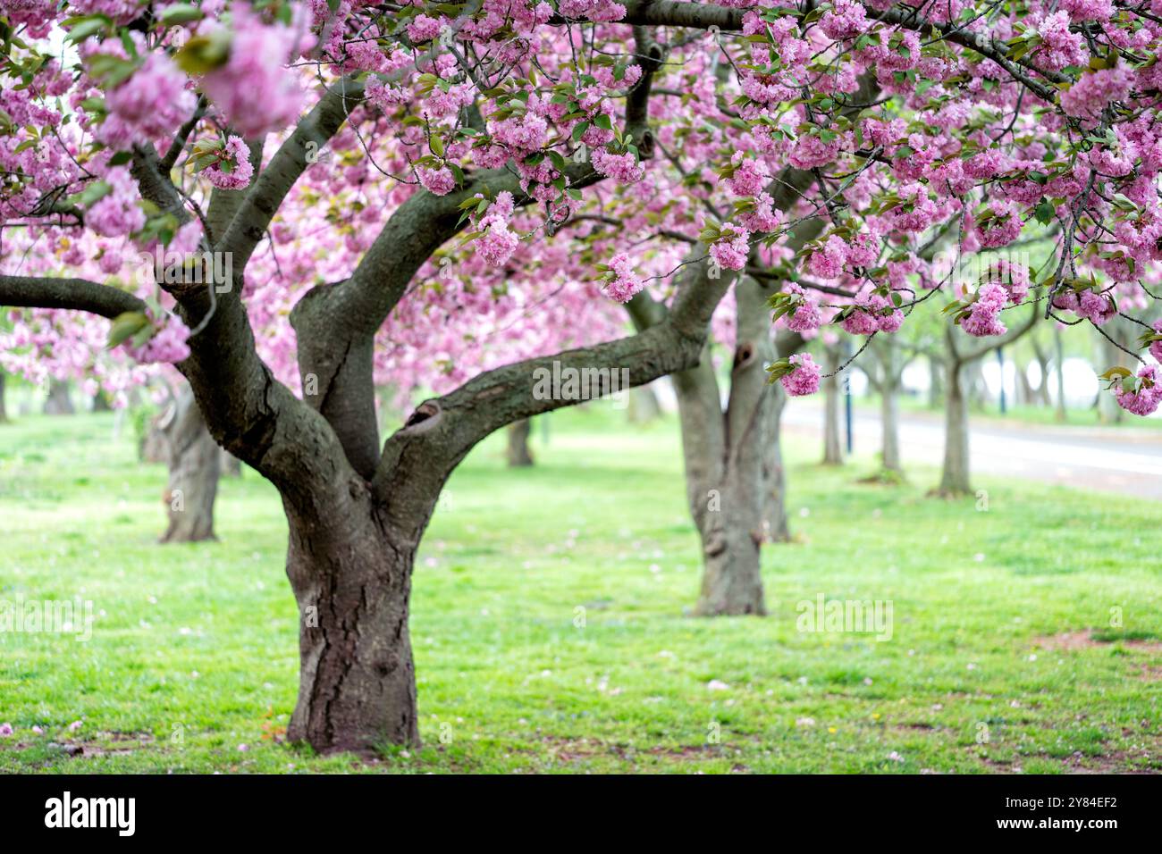 WASHINGTON DC — A Kwanzan cherry tree with dense pink blossoms blooms ...
