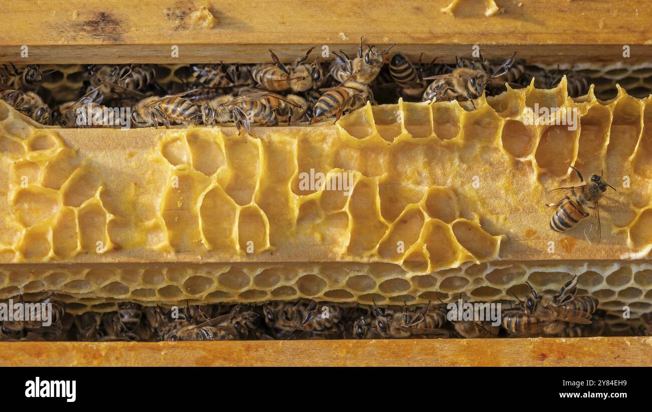 Western honey bee (Apis mellifera) fruit blossom, honeycomb, beehive ...